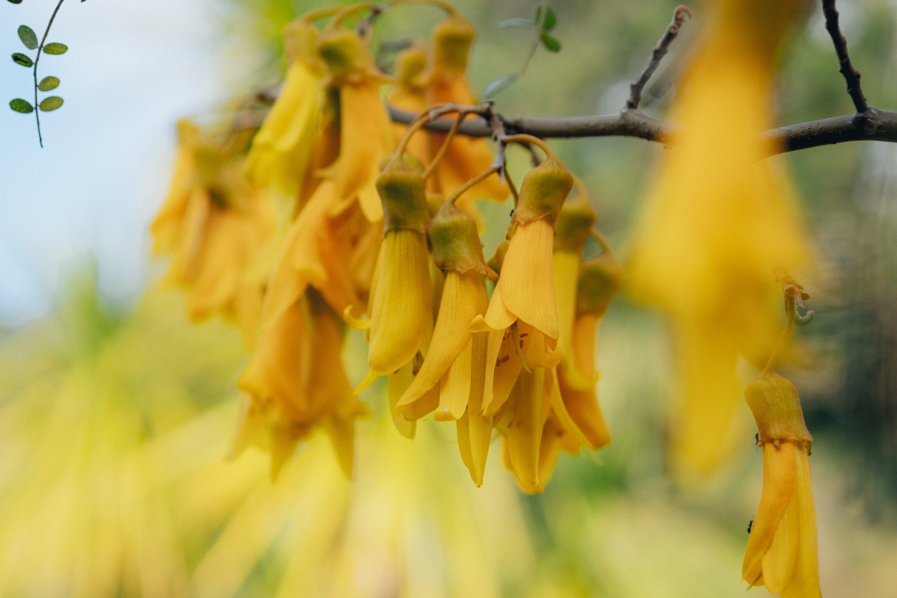 Ultimate guide to New Zealand's national symbols and icons