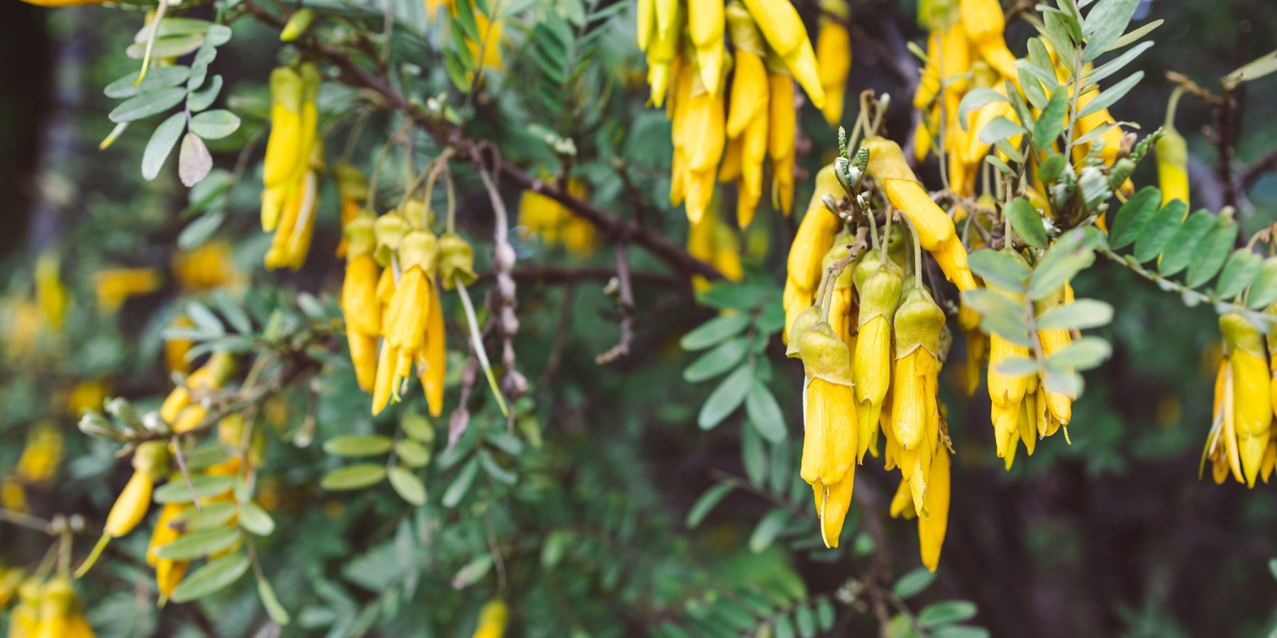 Native New Zealand trees to plant in every type of space