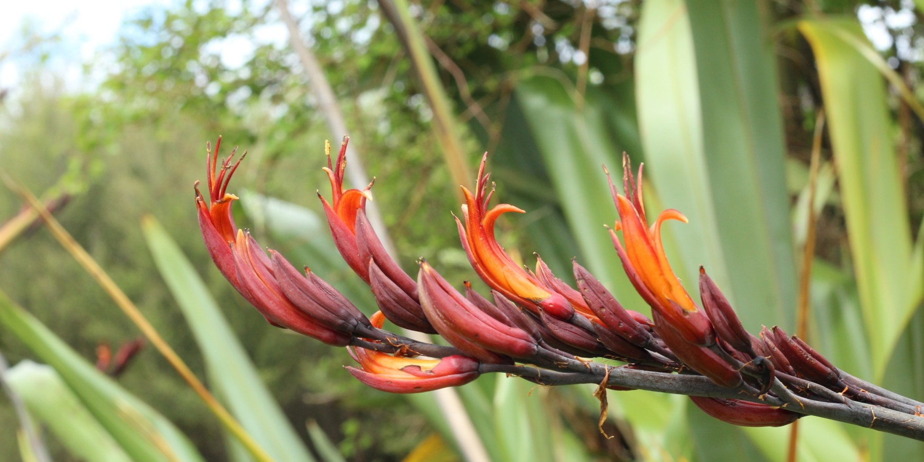 Native New Zealand trees to plant in every type of space
