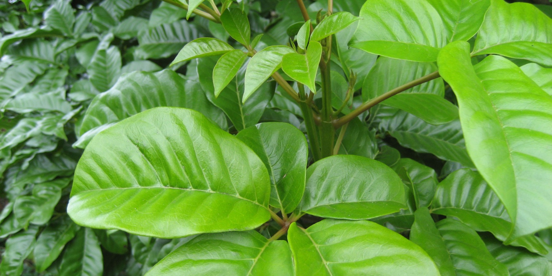 Native New Zealand trees to plant in every type of space