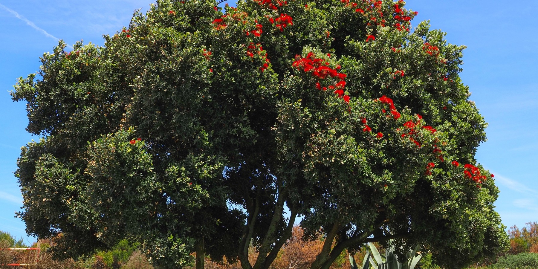 Native New Zealand trees to plant in every type of space