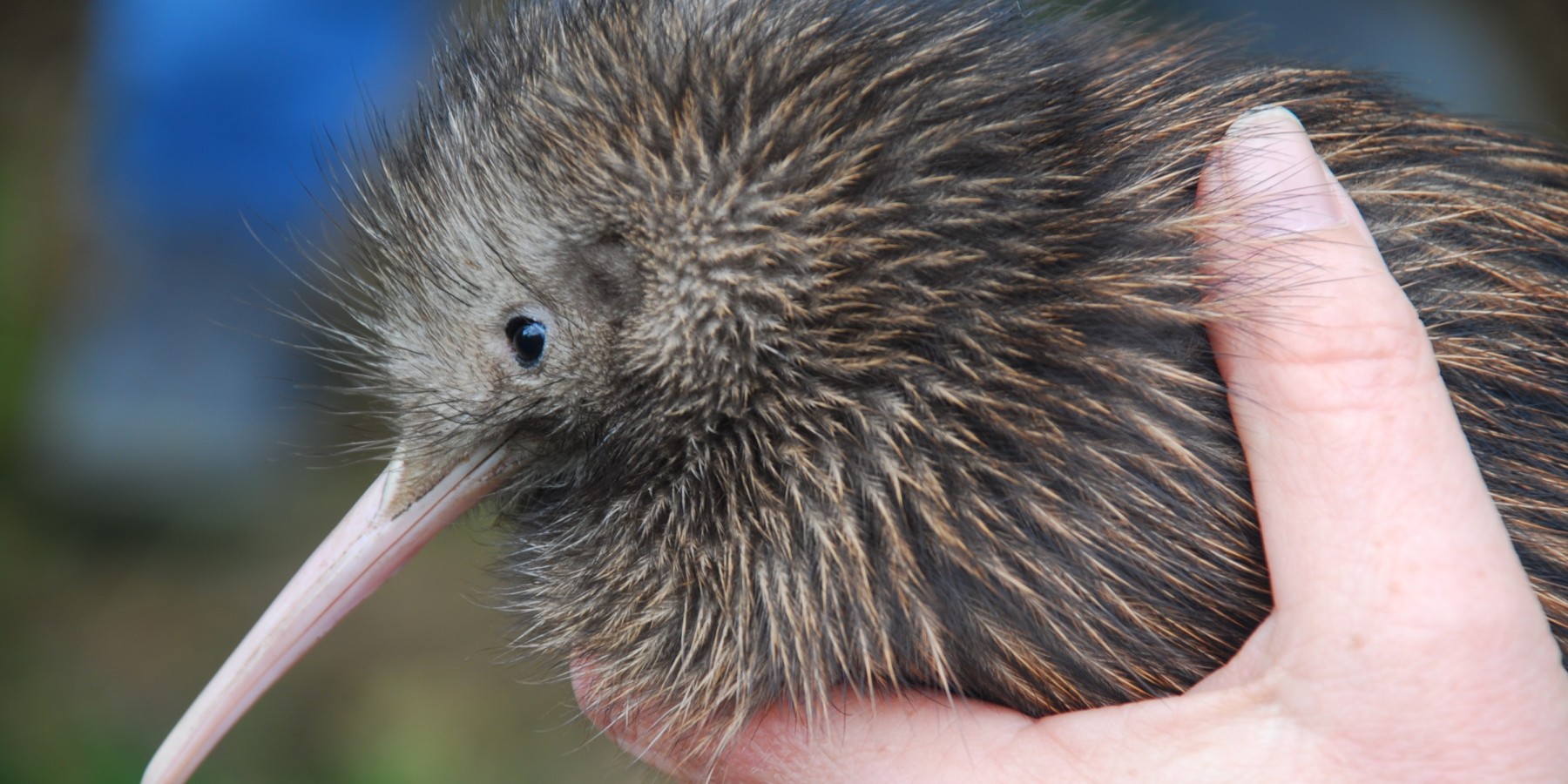 Ultimate guide to New Zealand's national symbols and icons
