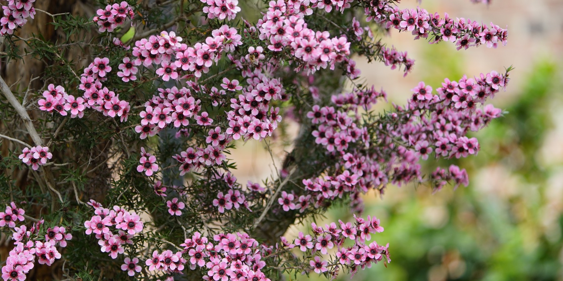 Native New Zealand trees to plant in every type of space