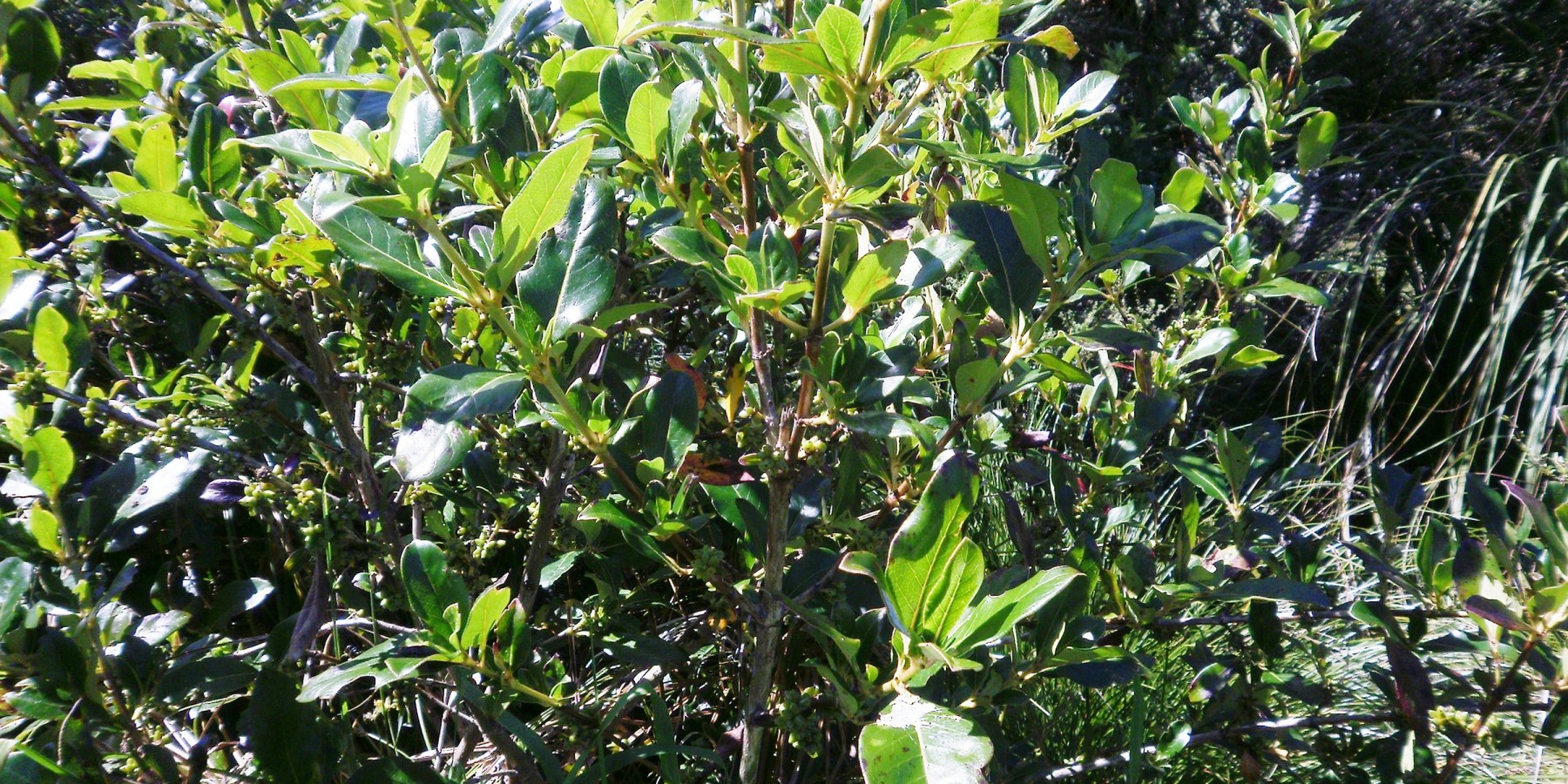 Native New Zealand trees to plant in every type of space